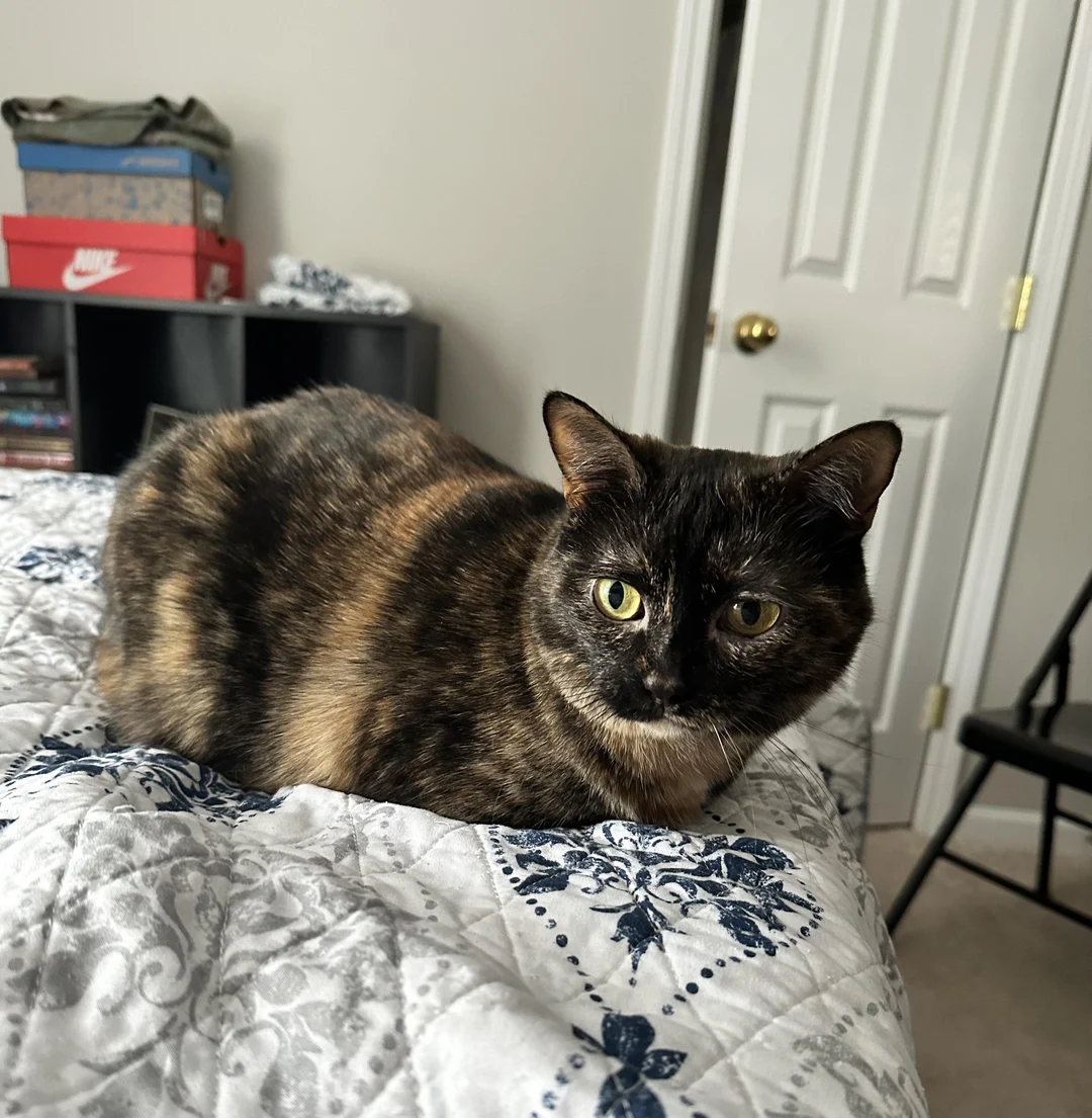 Discover more like Catloaf: Toasted loaf 10/10 no paws out and Related ...