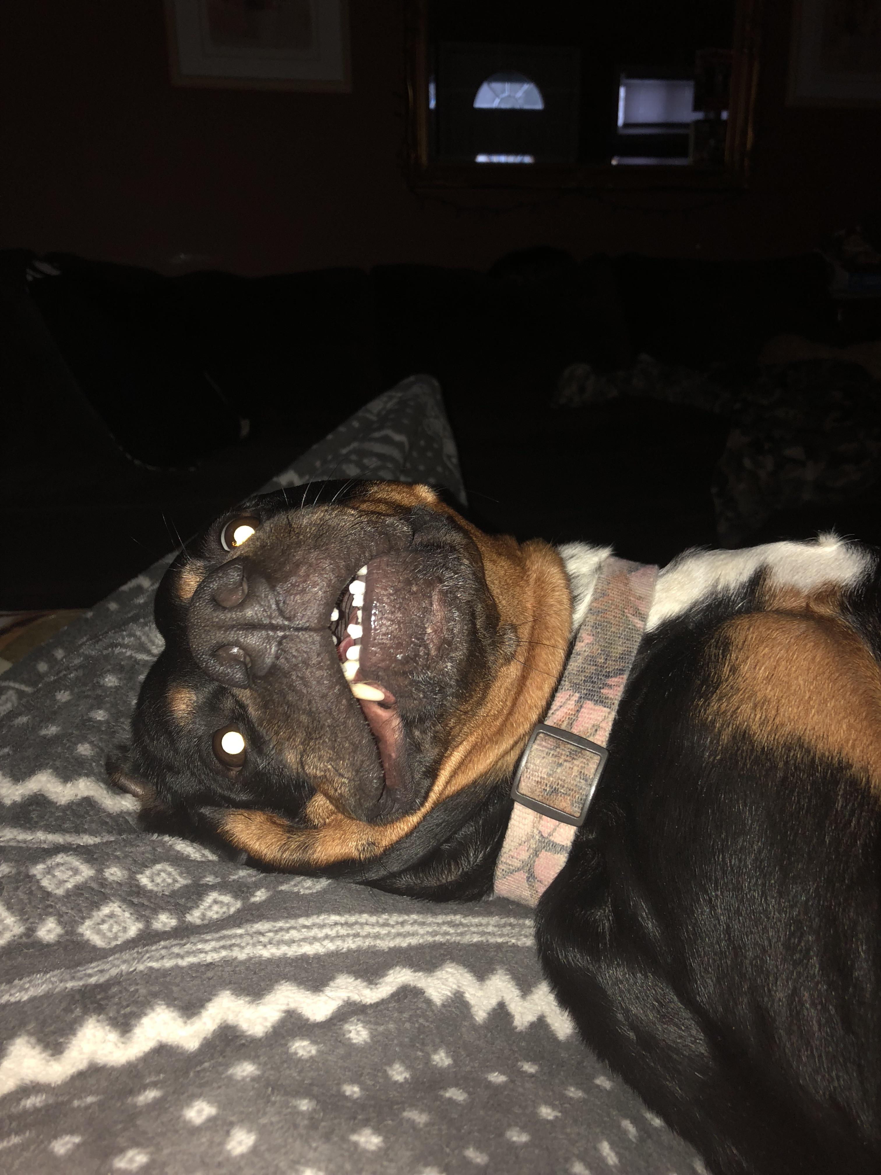 Show me those teeth | Scrolller