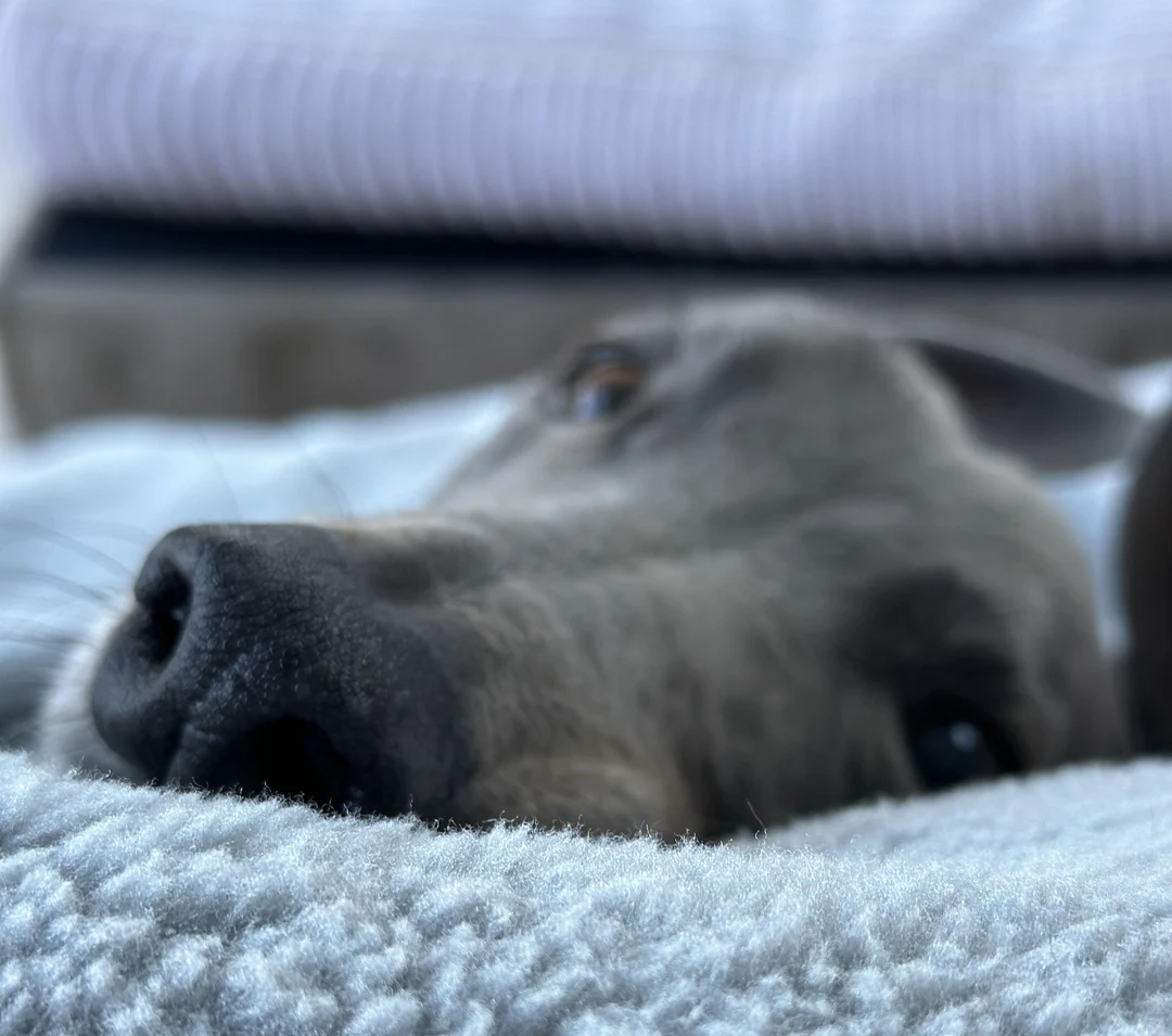 Honk honk | Scrolller