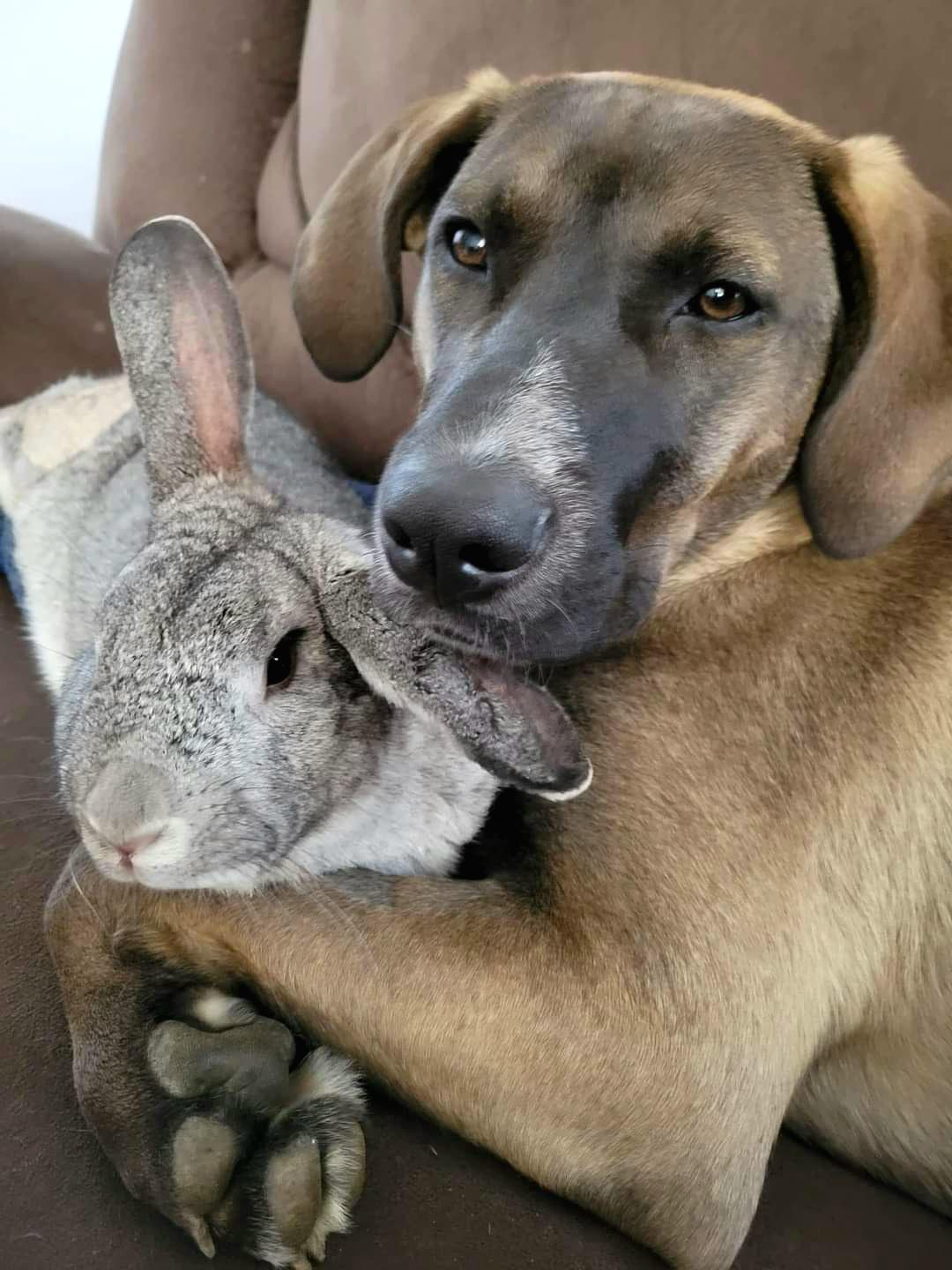 You can't sit with us! Bun Jovi and Abel | Scrolller