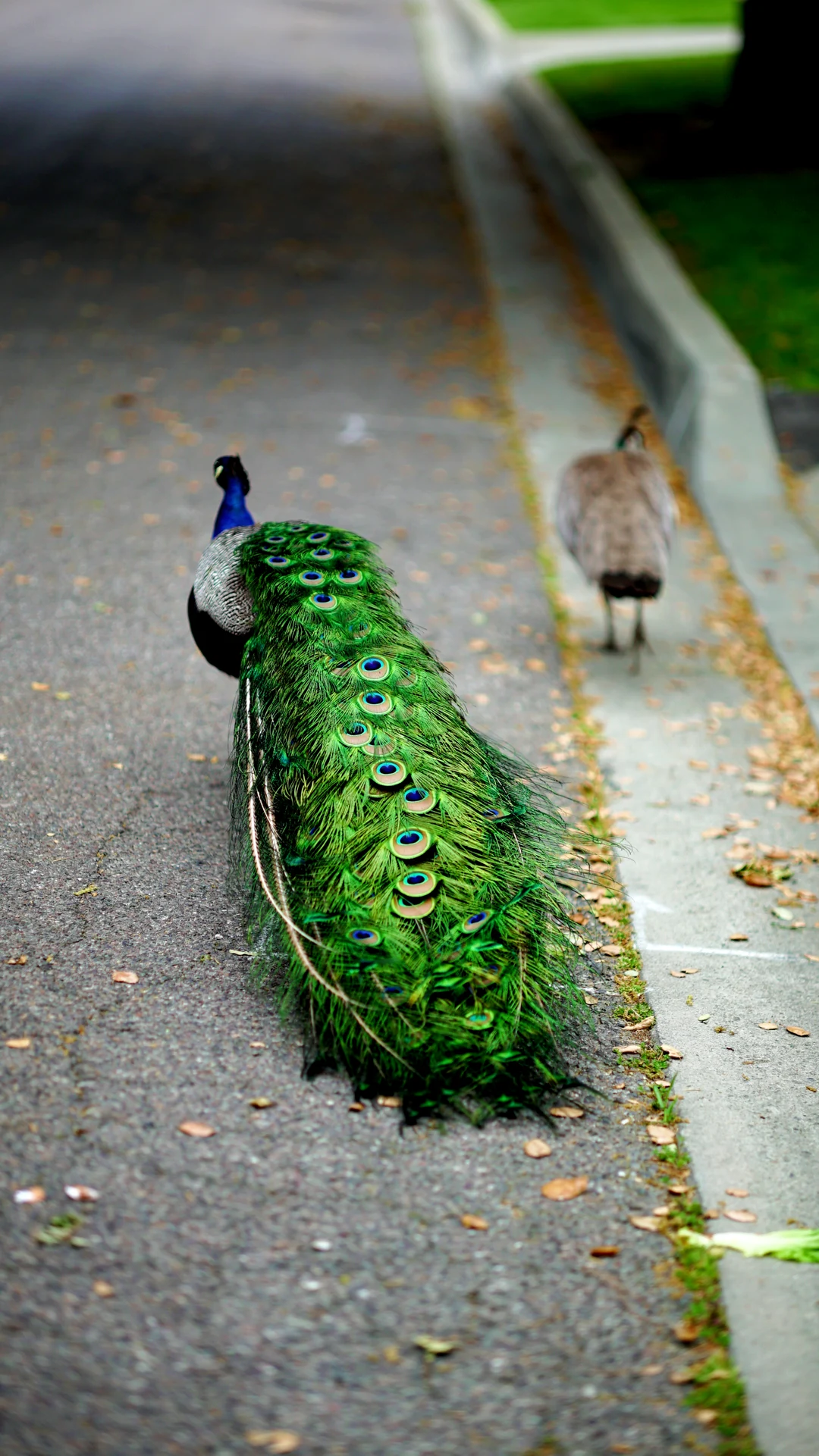 Peacock Feathers from the back (OC)(2160x3840) | Scrolller