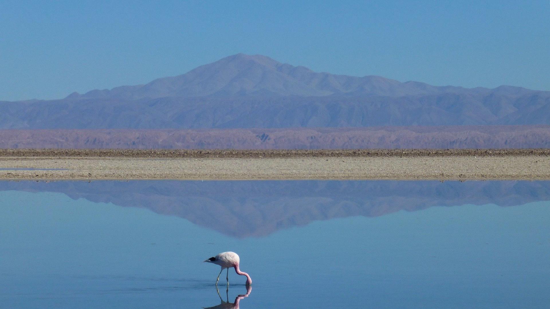 Bird in Lake Image [1920x1080] | Scrolller