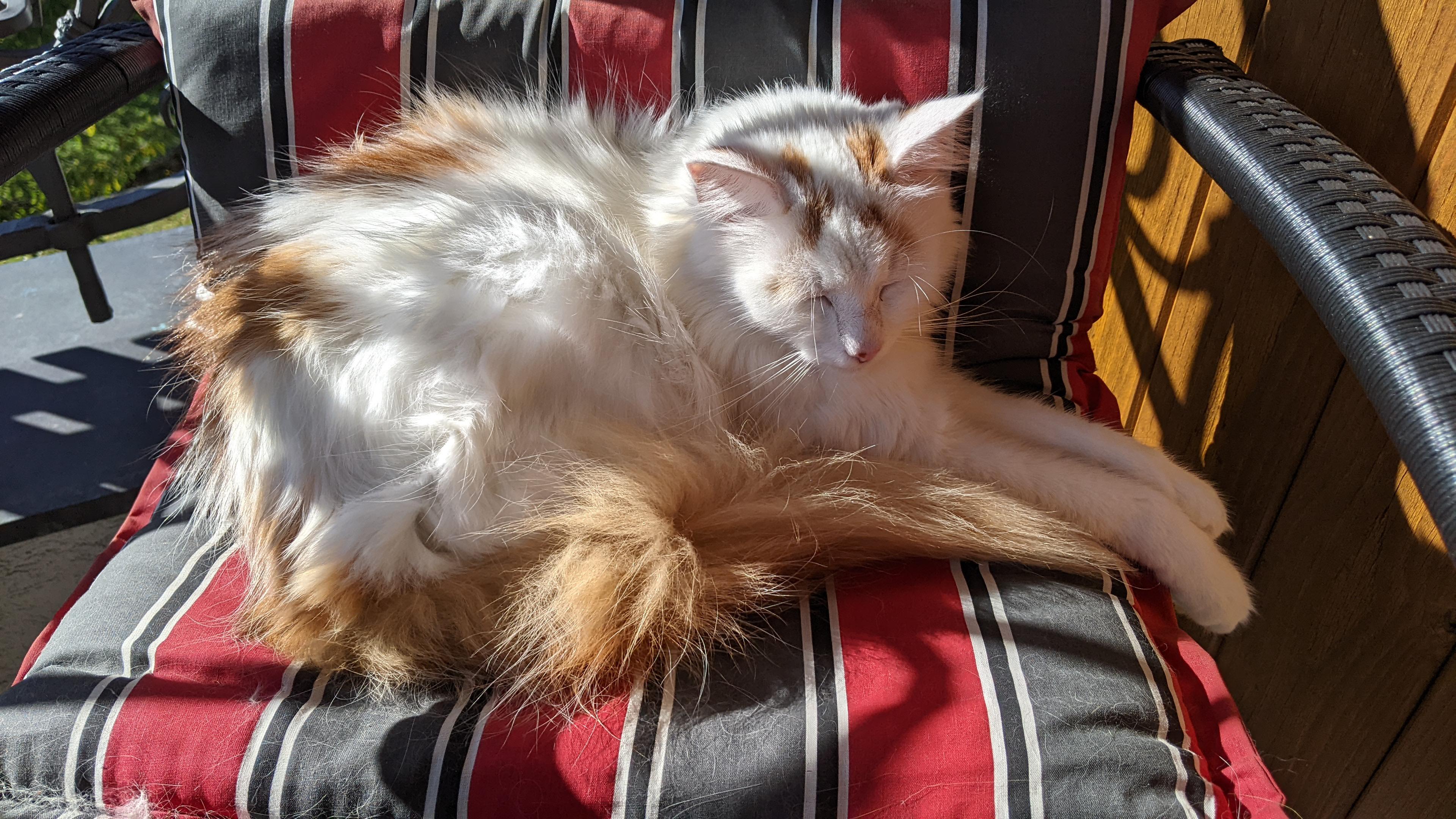 My floof sleeping on de balcony | Scrolller