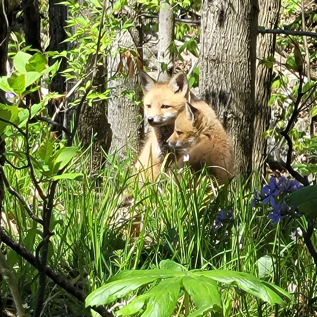 Starved Rock State Park in Illinois. | Scrolller