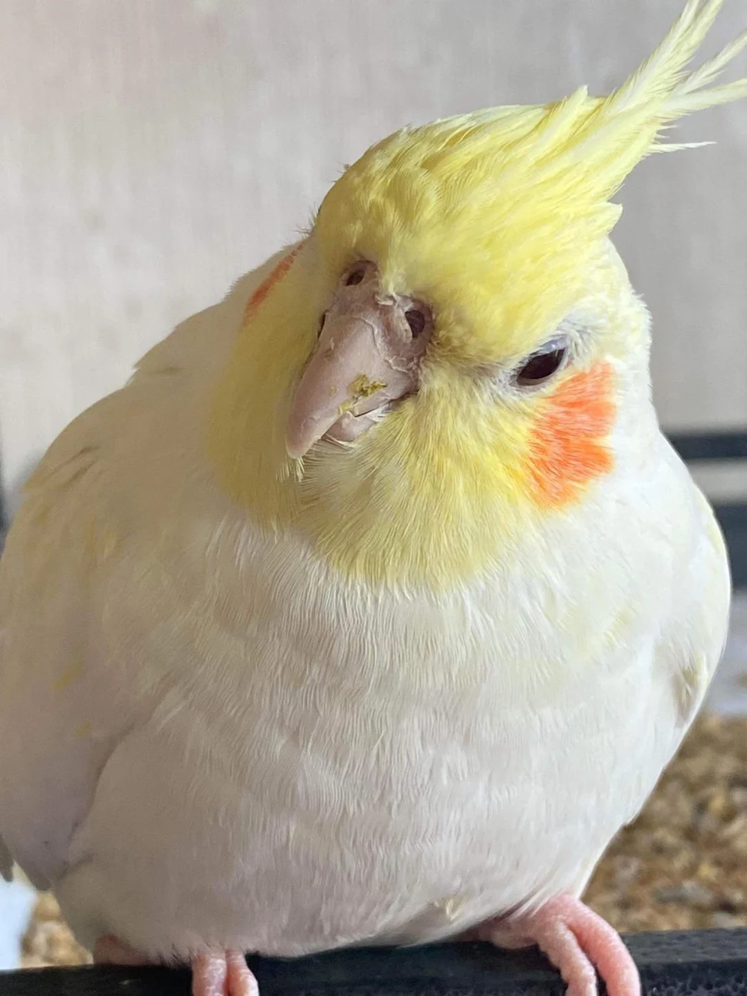 Plump lettuce munching onion 🧅 | Scrolller