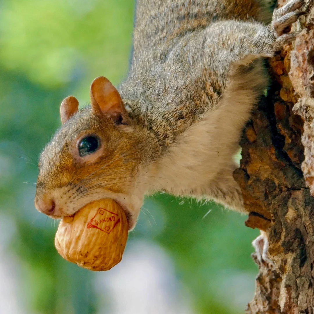 Stumpy and her walnut | Scrolller