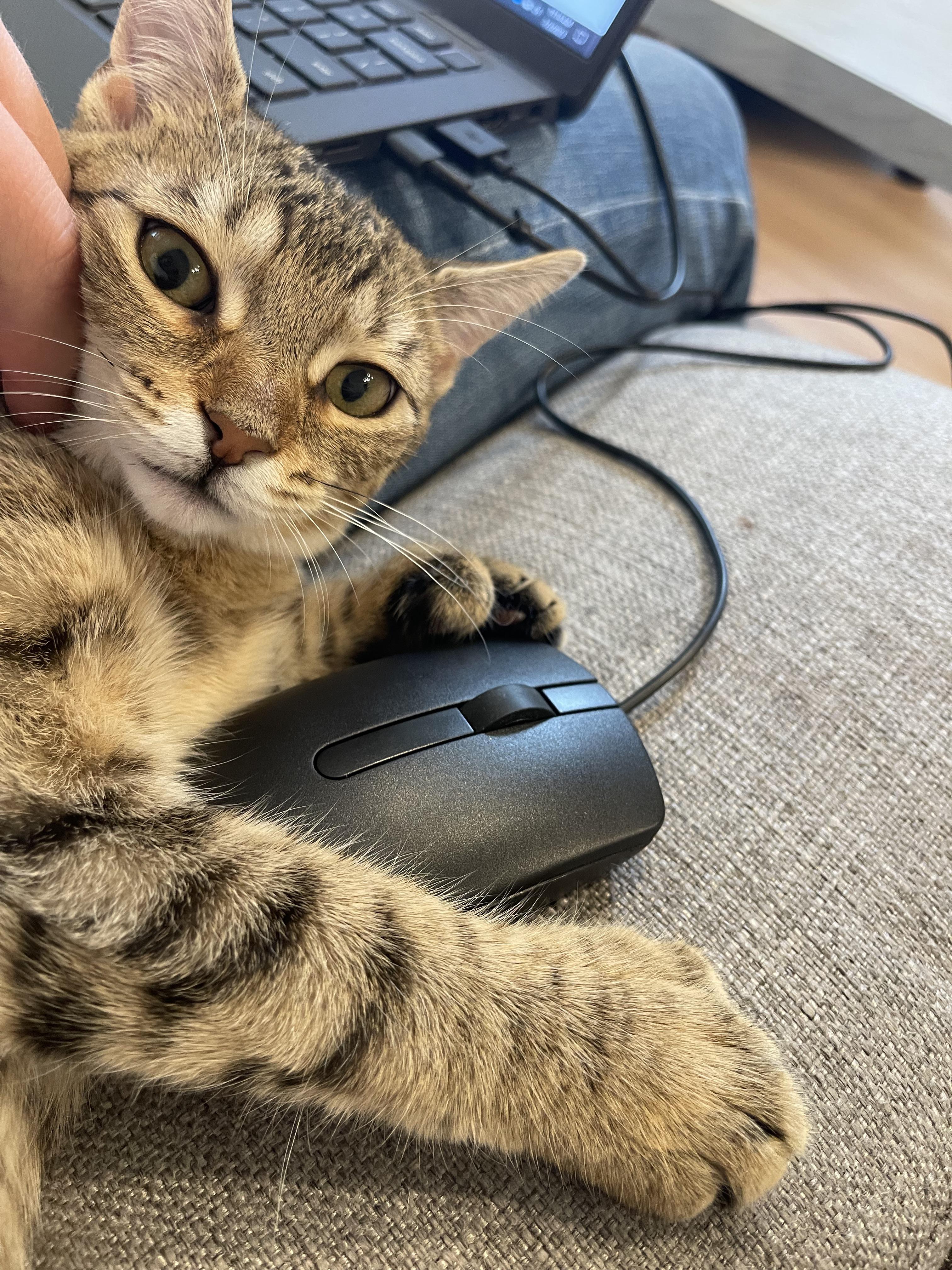 Cat & Mouse | Scrolller