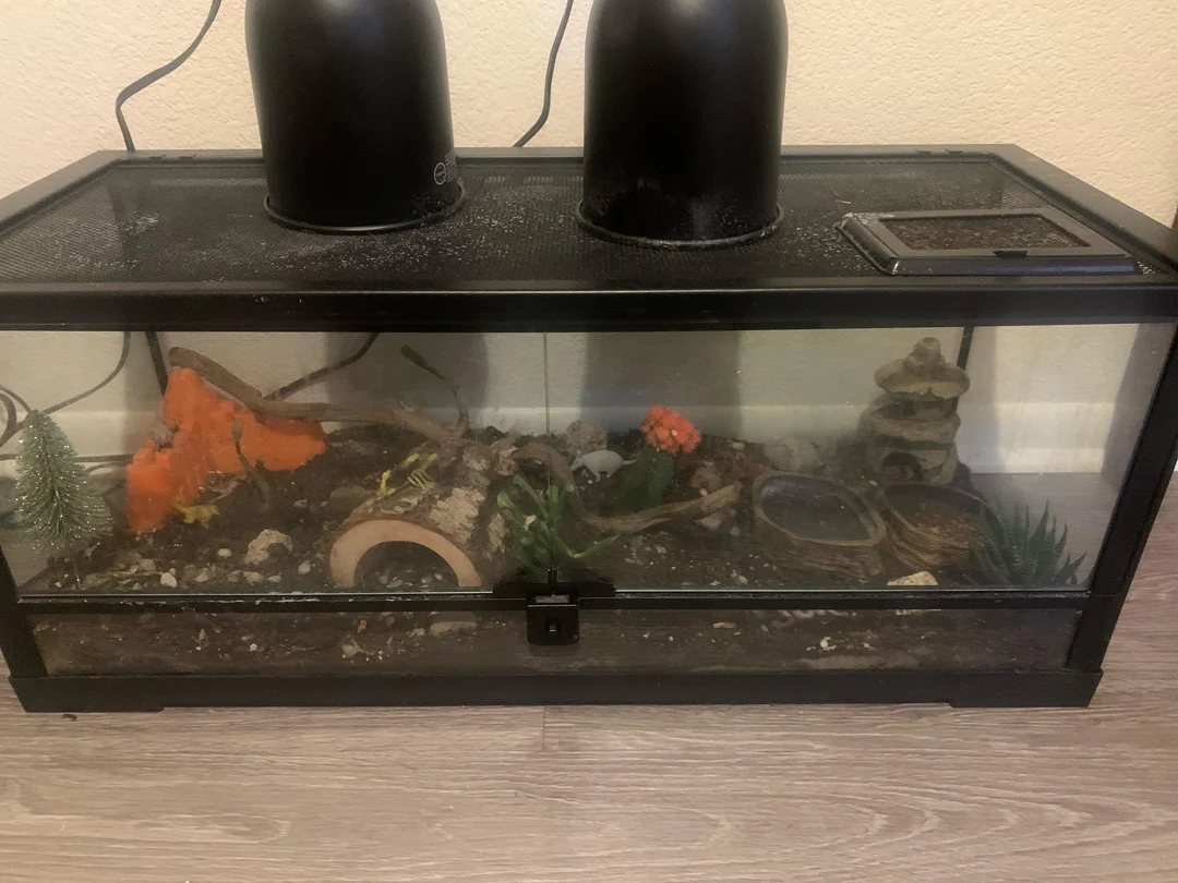 Help me fix this Leopard Gecko Enclosure!! | Scrolller