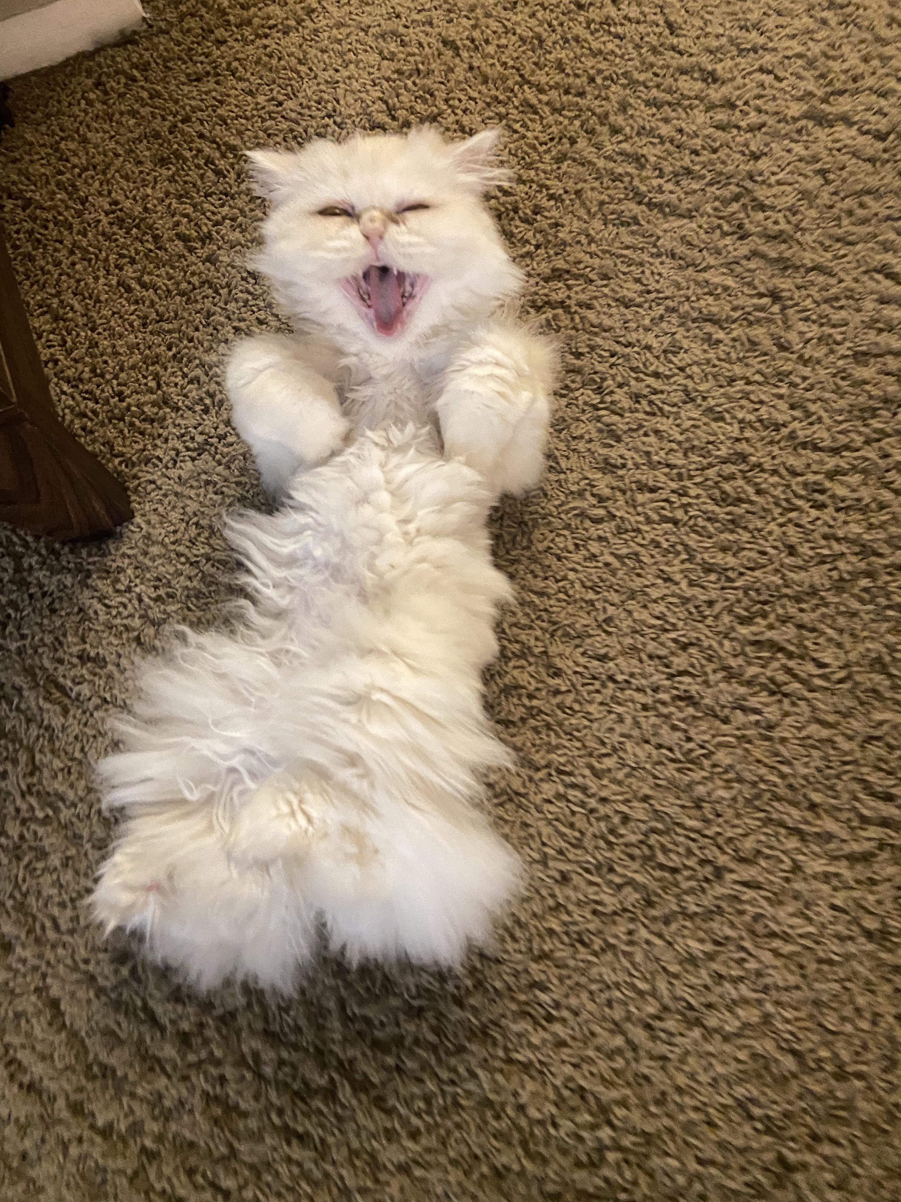 Meet Opal. | Scrolller