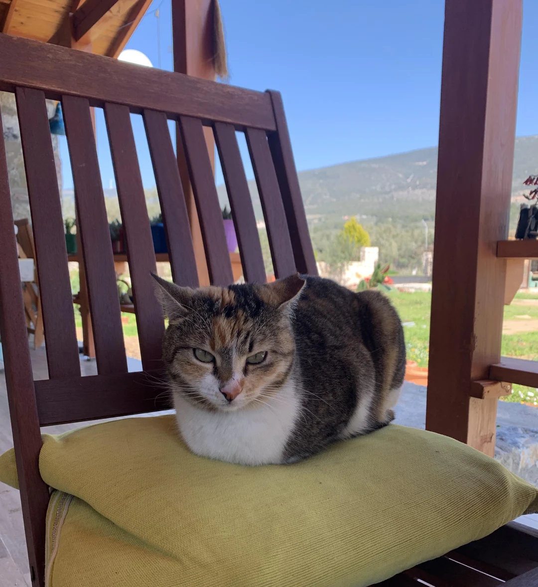 Top tier loaf from my angry girl | Scrolller