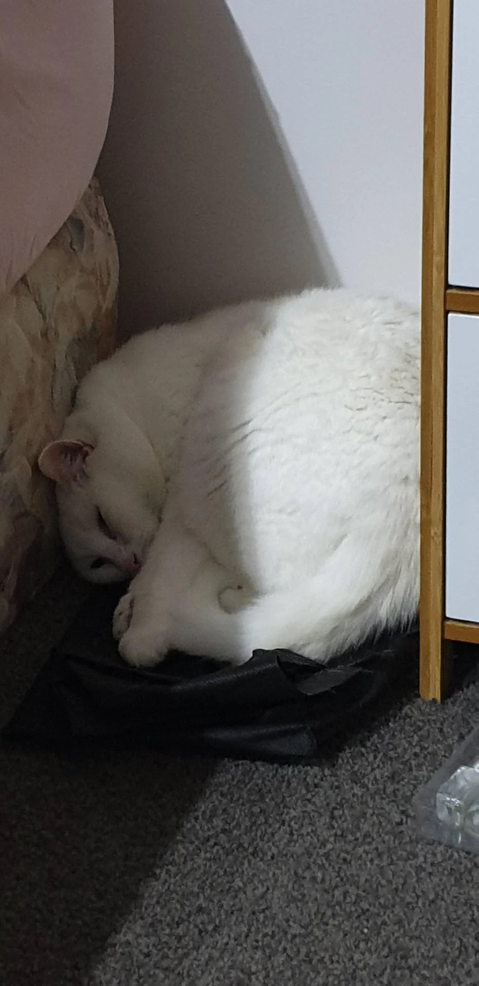 Purring her heart out | Scrolller