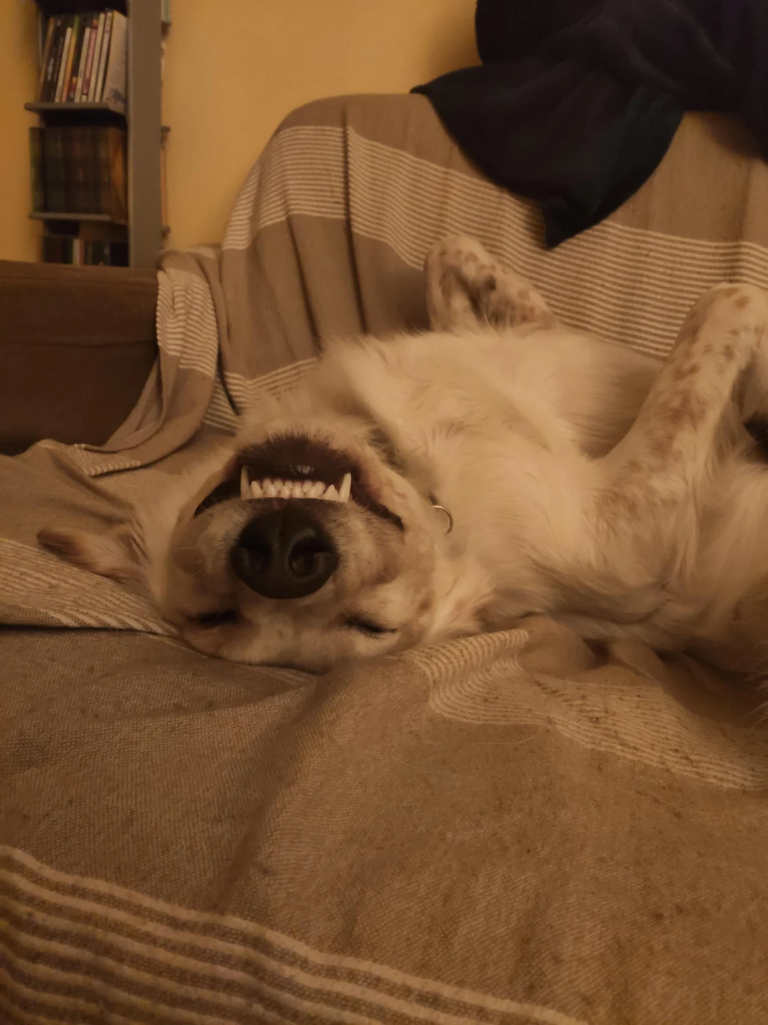 My sleeping doggo | Scrolller