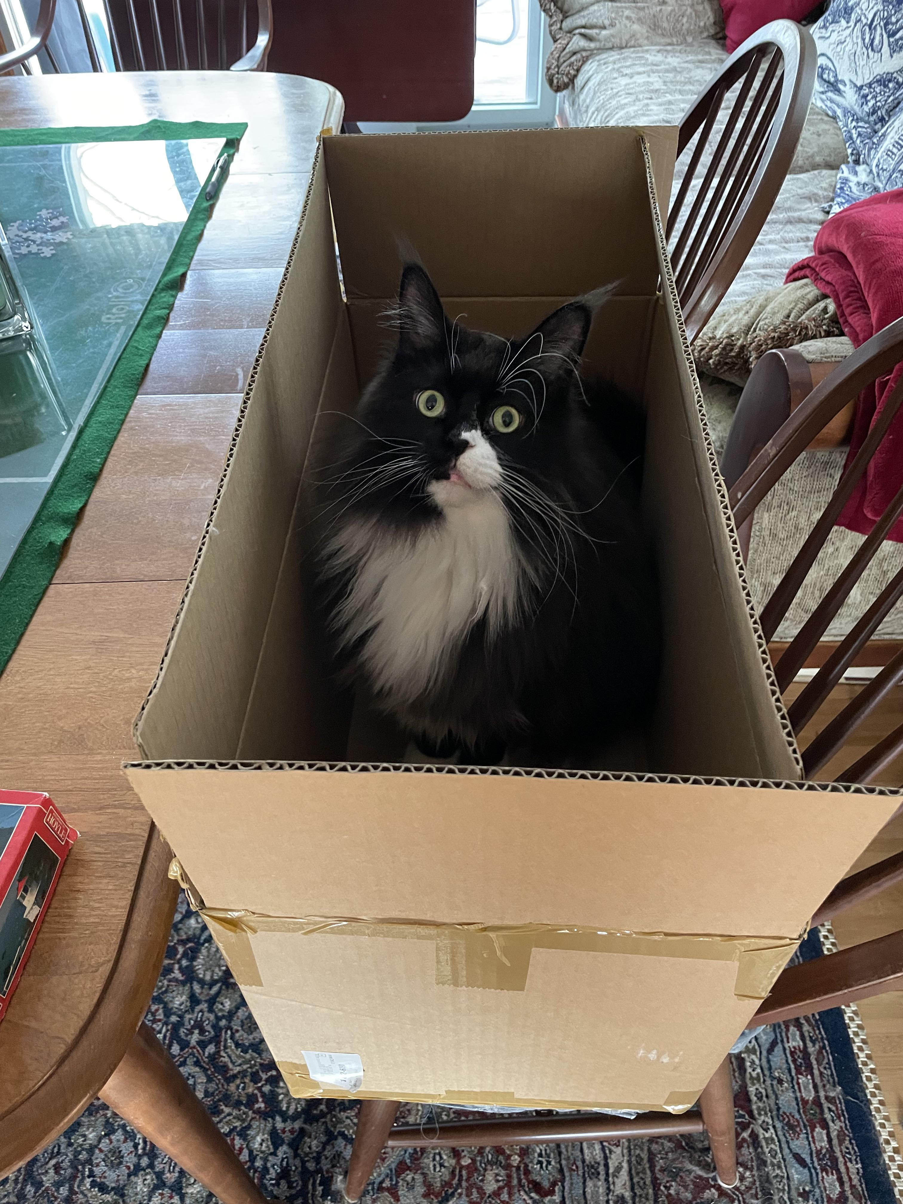 big ol eyes | Scrolller