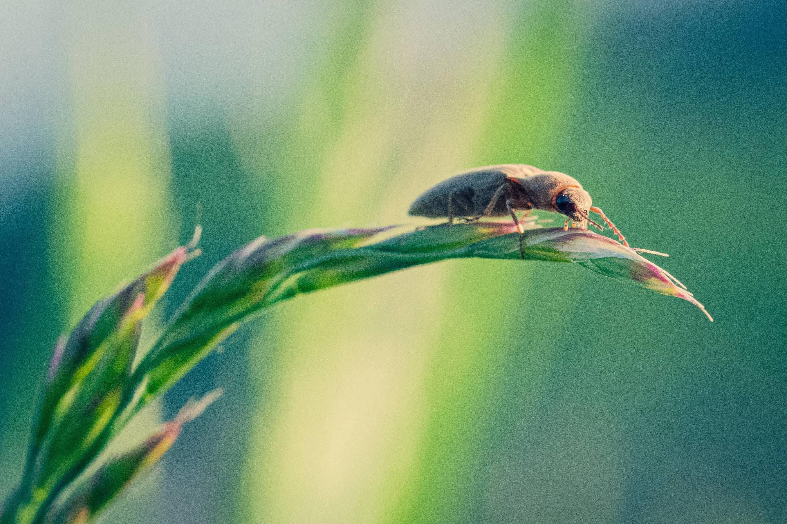 Unknown insect | Scrolller