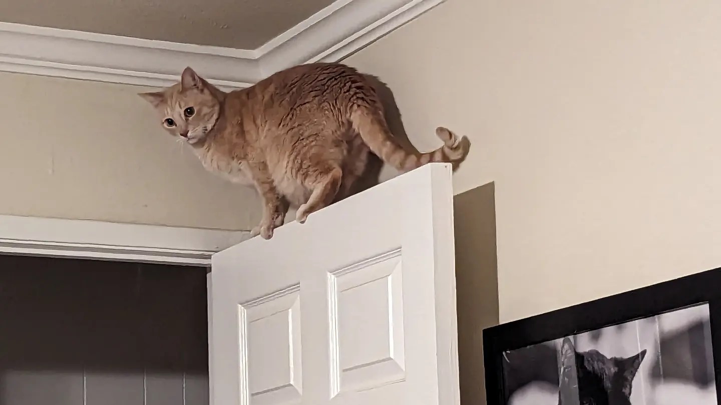 Meet my cat Mango Pie | Scrolller