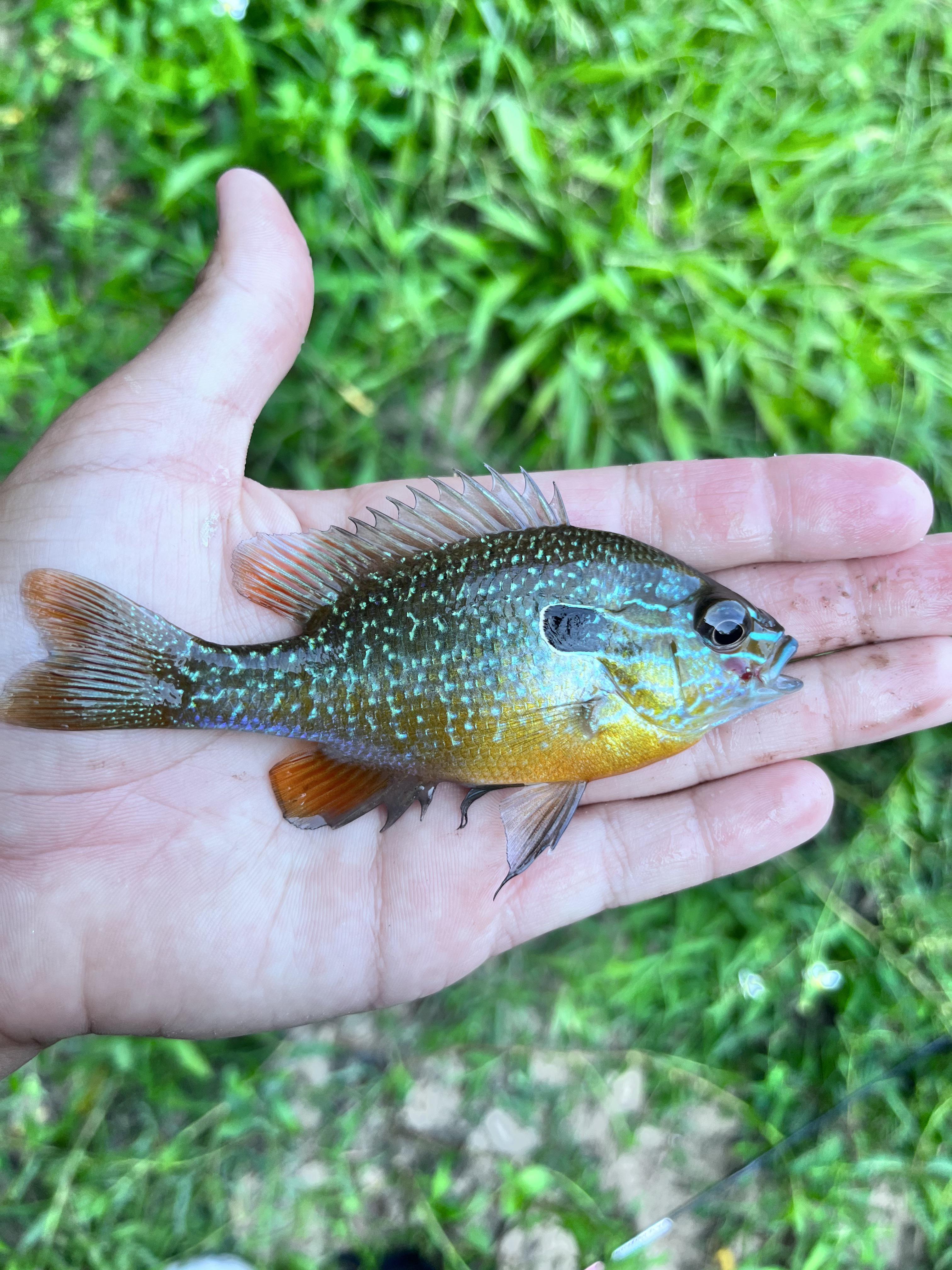 orangespotted sunfish? | Scrolller
