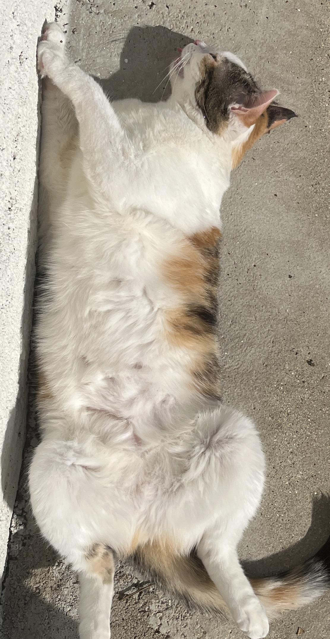 lana playing dead blep 2 | Scrolller