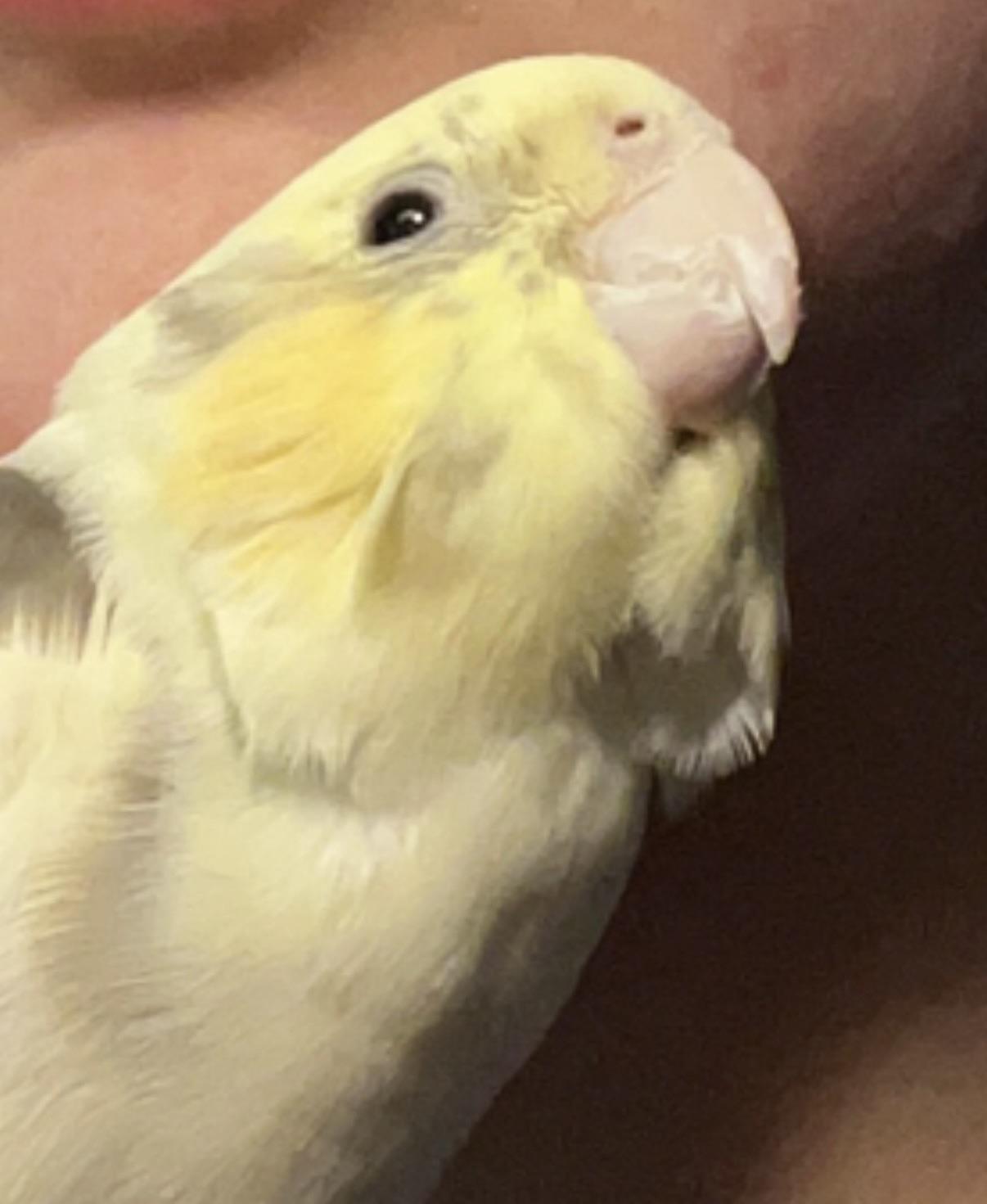 Discover more like Cockatiel: Happy Birb :) and Related Content | Scrolller