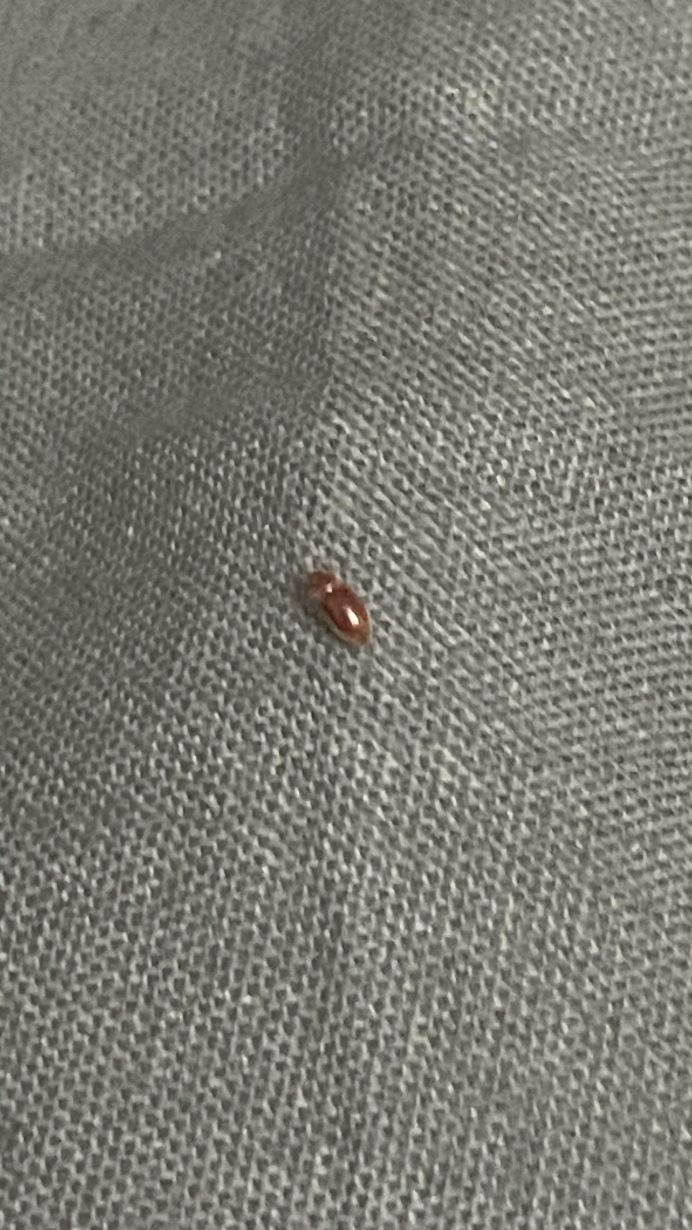 What is this insect? | Scrolller