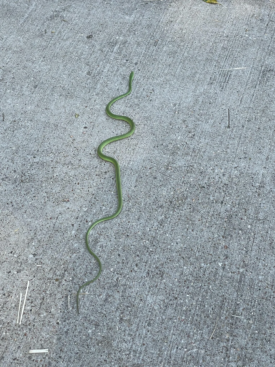 [OC] Are snakes cute? | Scrolller