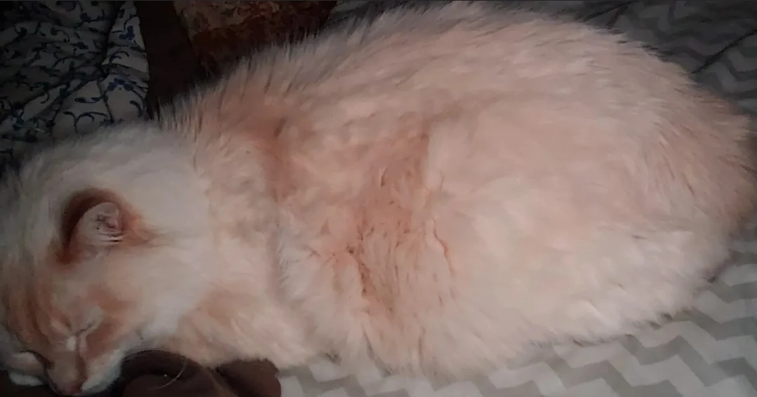 Discover more like Floof: Sleepy time and Related Content | Scrolller