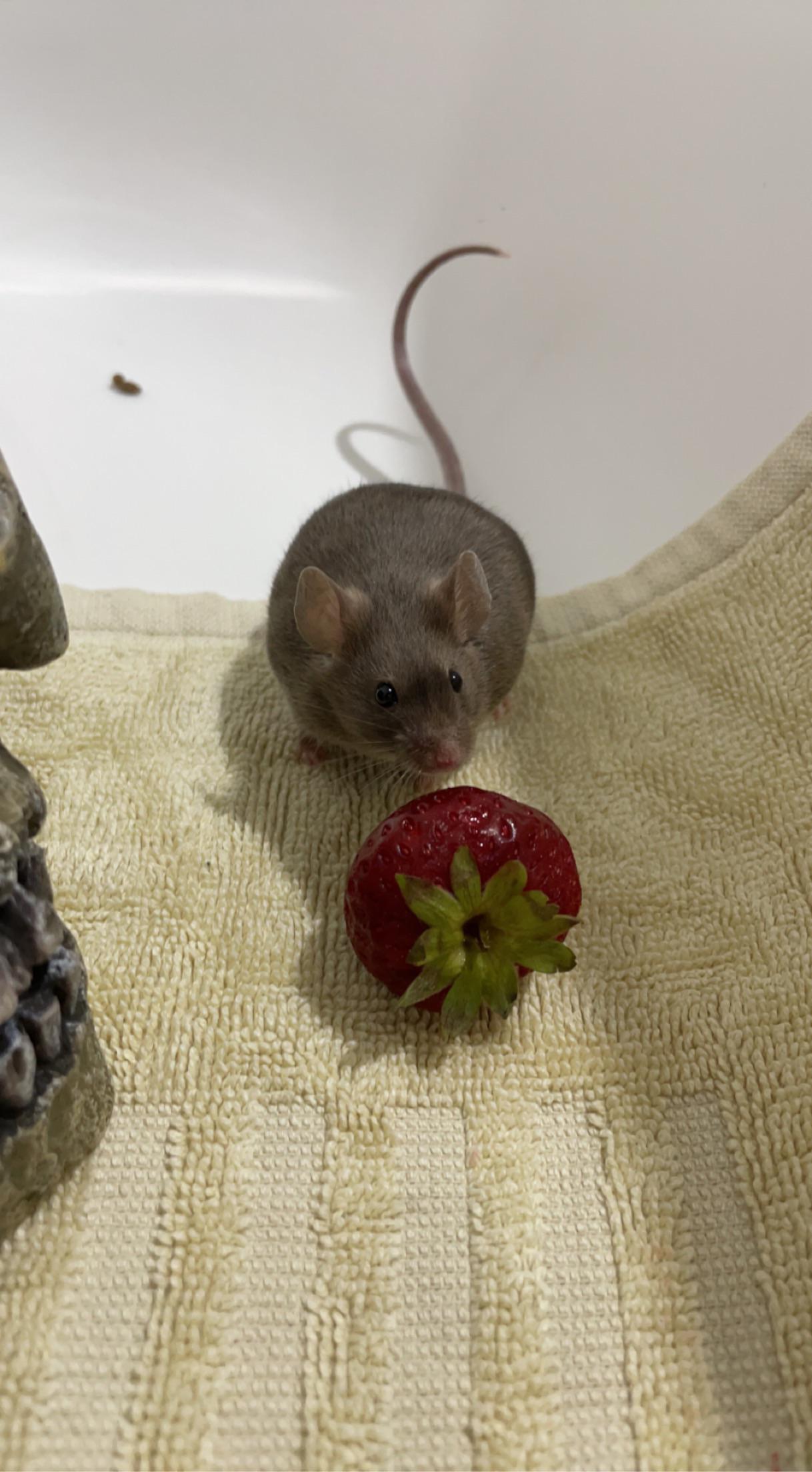 Sylvia and her Strawberry | Scrolller