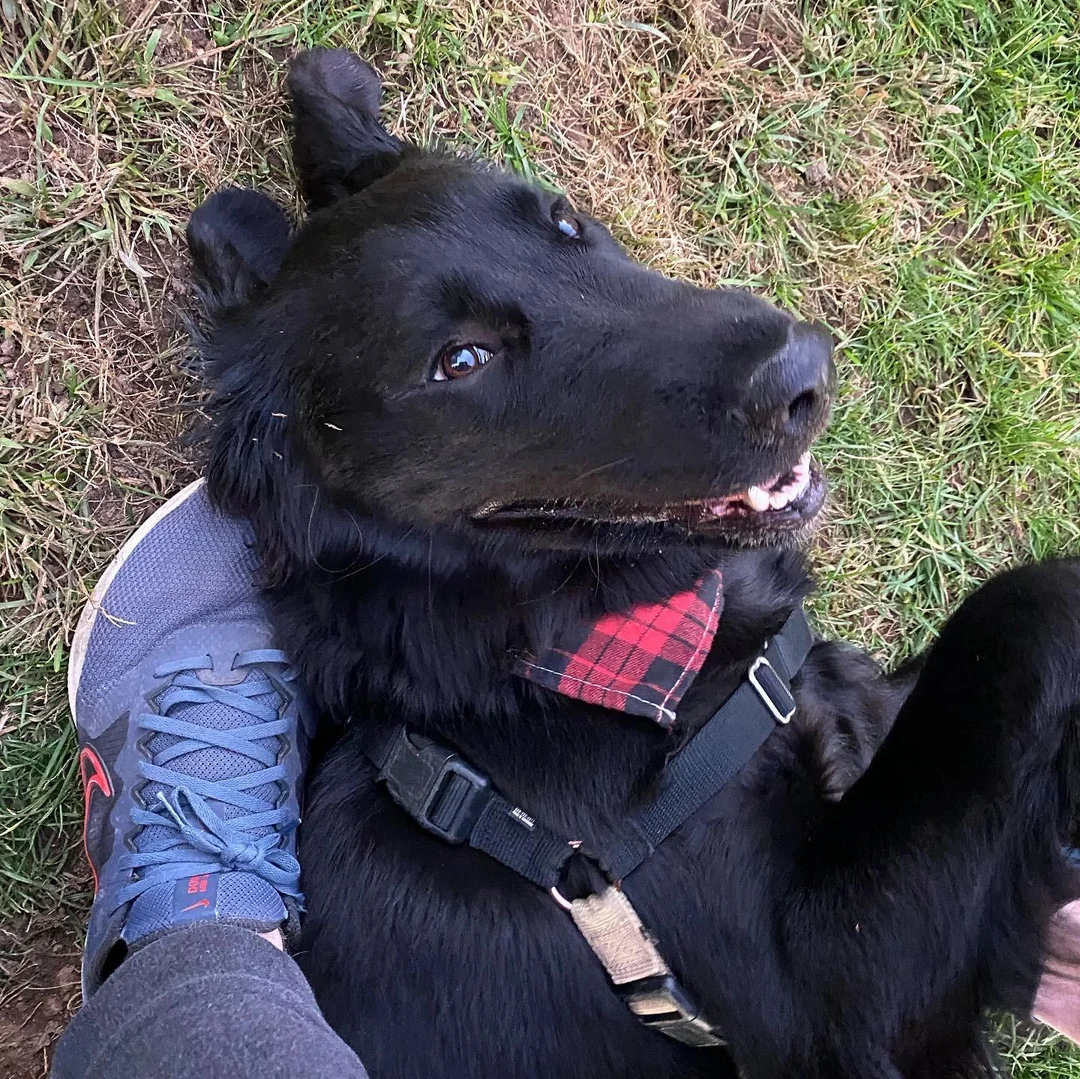 Pupper poop problems… | Scrolller