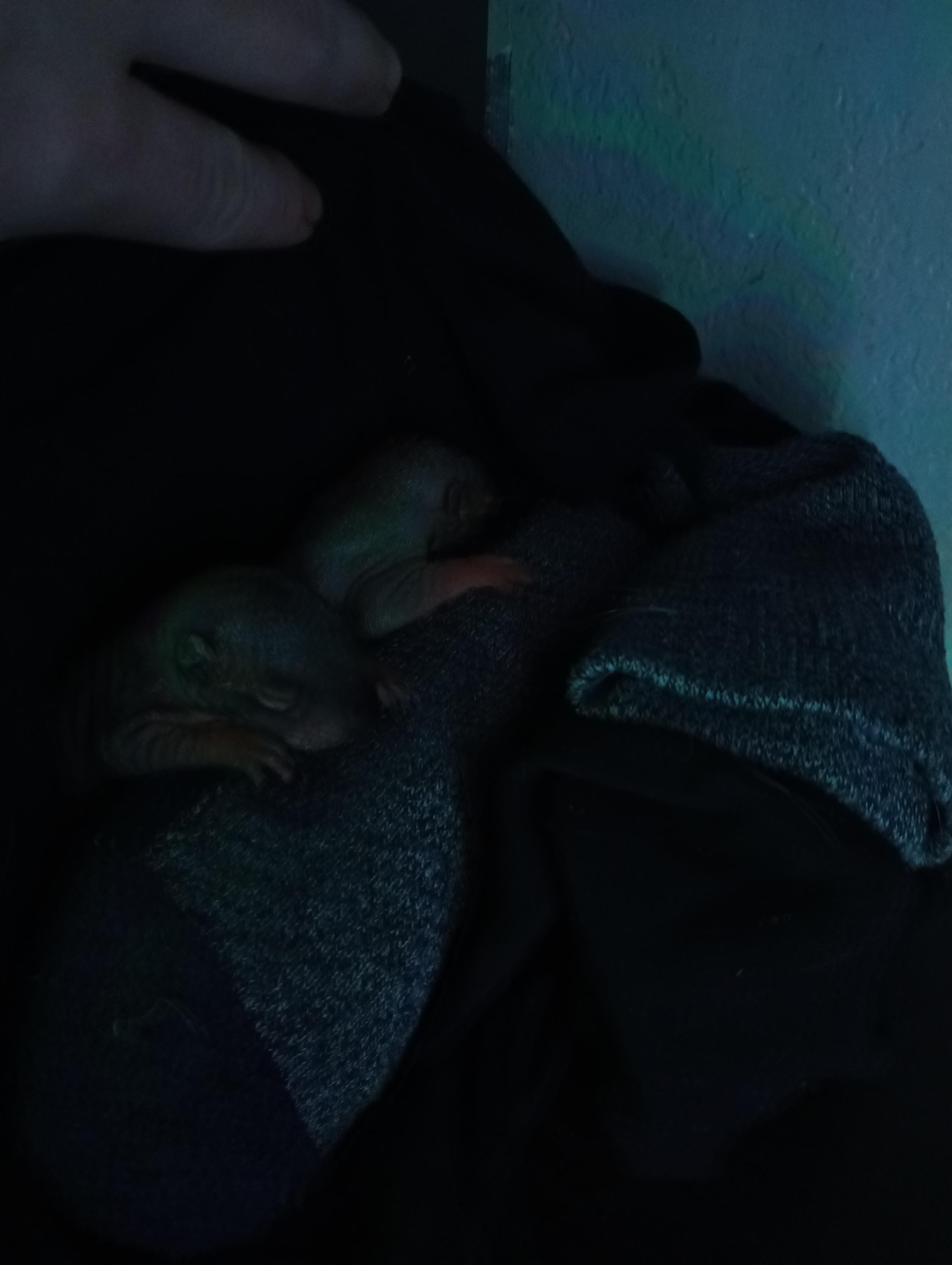 Saved these two out of the freezing rain. A few simple questions. | Scrolller