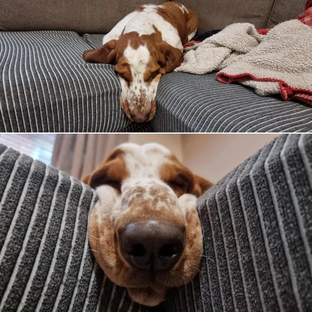 Discover more like WhatsWrongWithYourDog: Apparently this is a ...