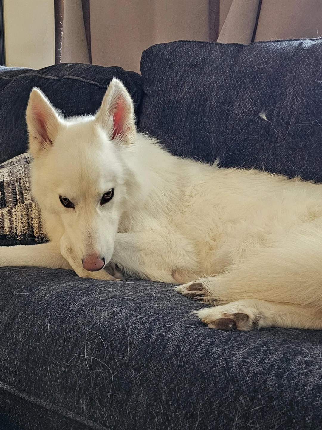 Post bath grumpy (and shedding) | Scrolller