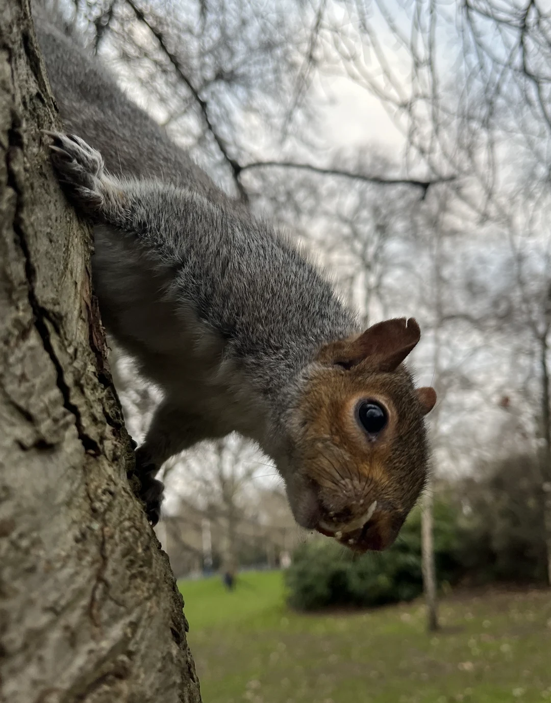 (TW: Animal Injury) The Rescue Mission is on! | Scrolller