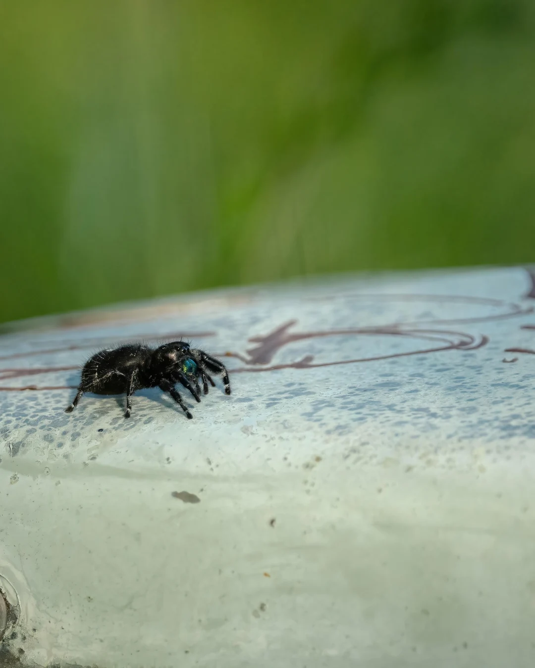 Bold Jumper! | Scrolller