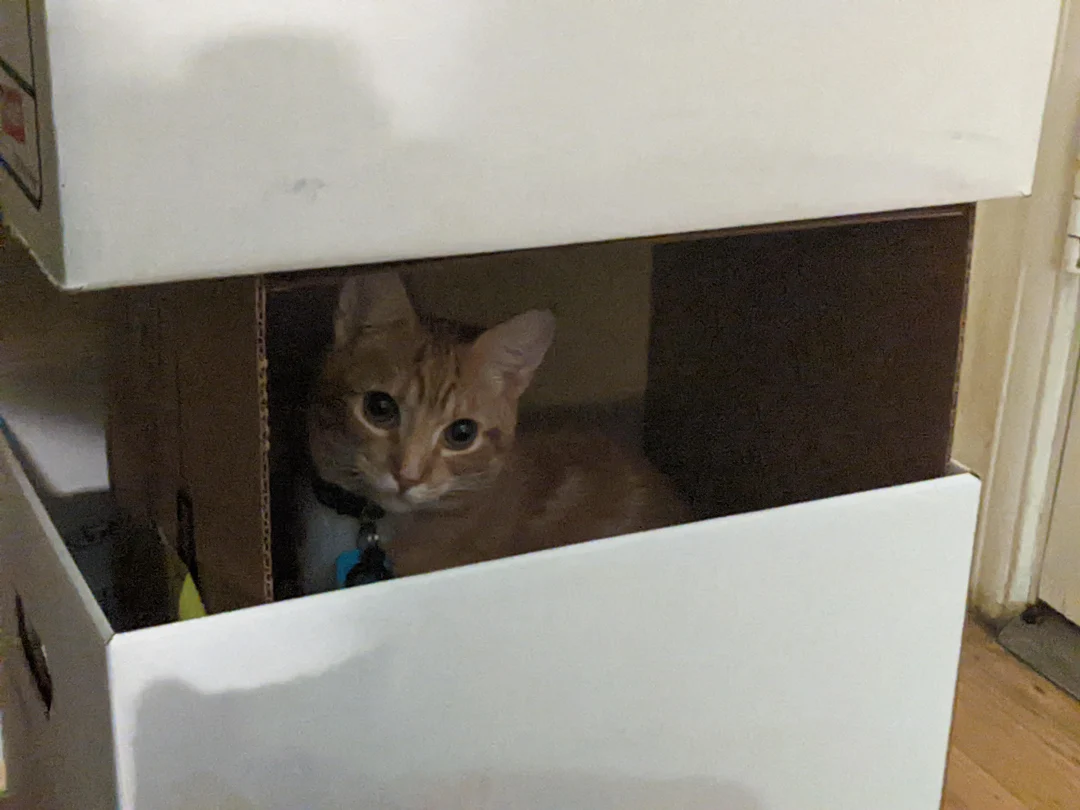 Triple Banker Box Trap is Working | Scrolller