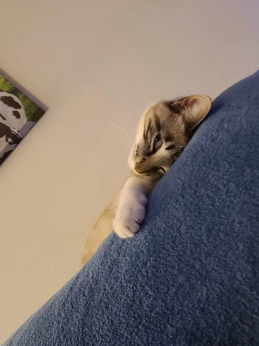 Sleeping with one derp eye open | Scrolller