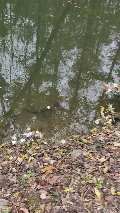 Saw this Monster pike Yesterday | Scrolller