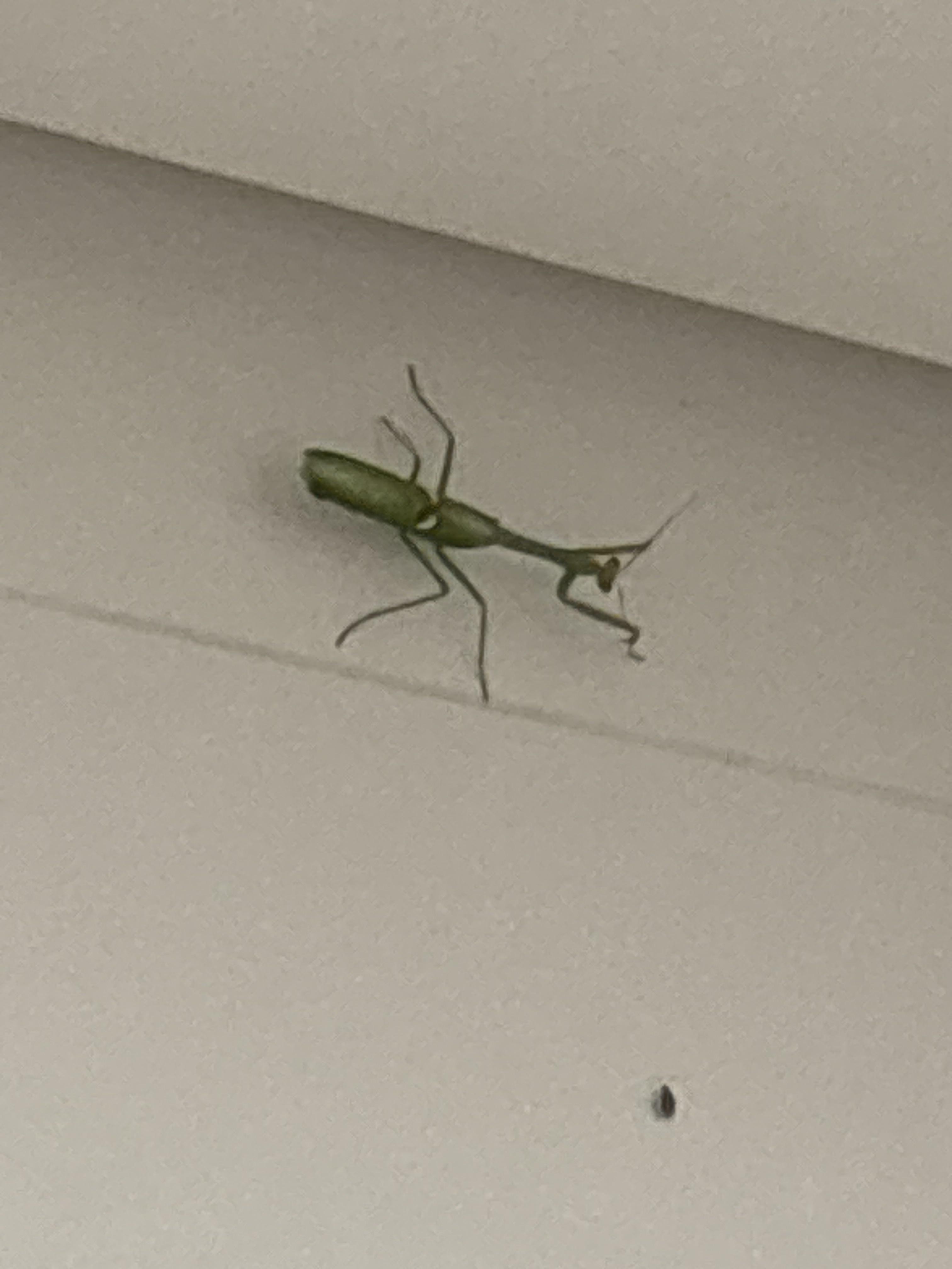 What insect is this? | Scrolller