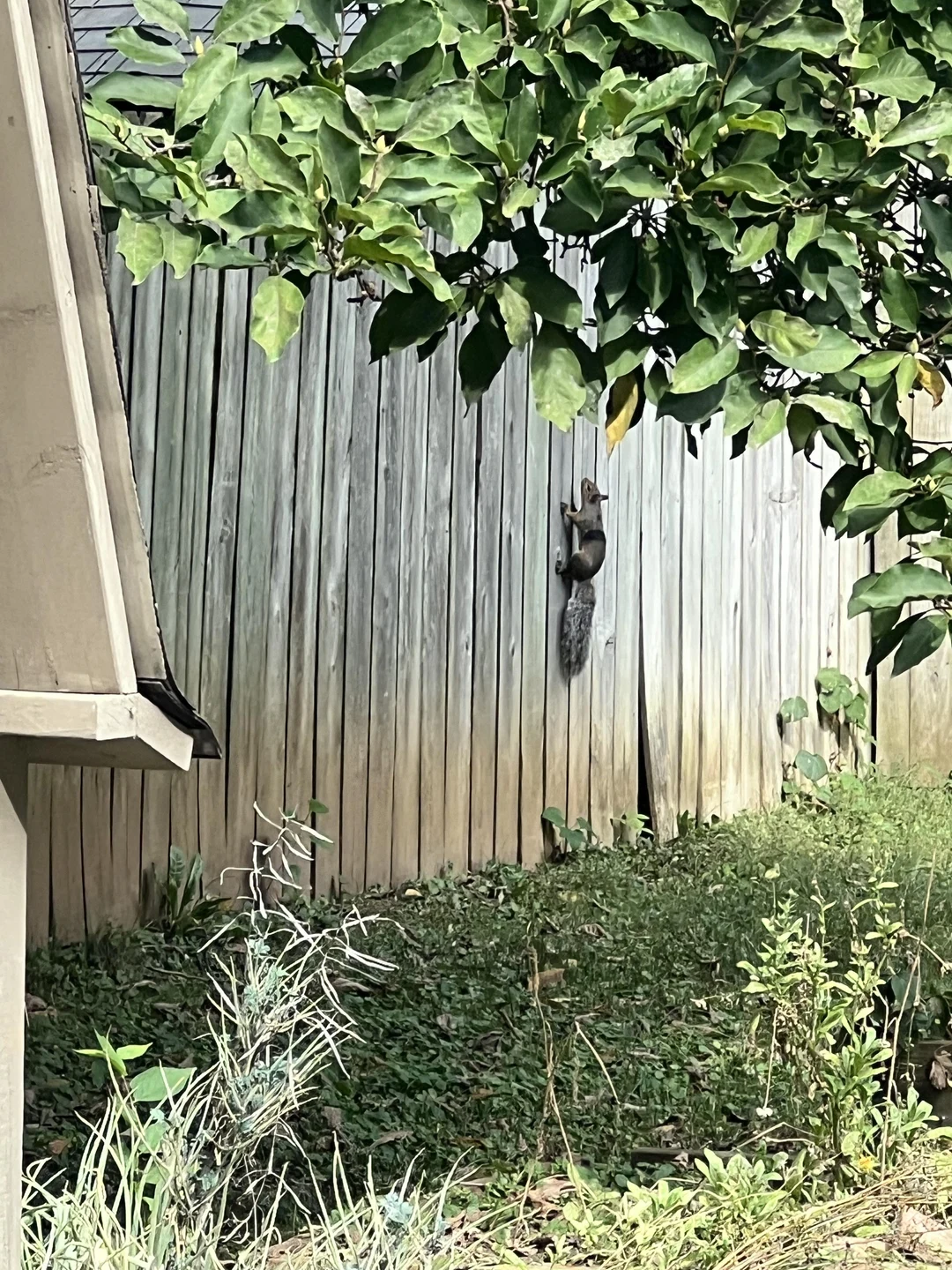 Strange stripped Squirrel | Scrolller