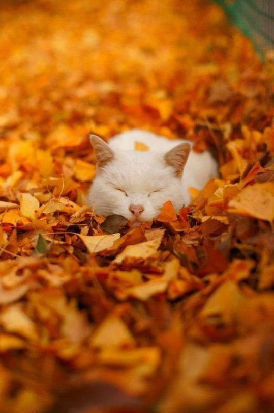 Perfect camouflage | Scrolller