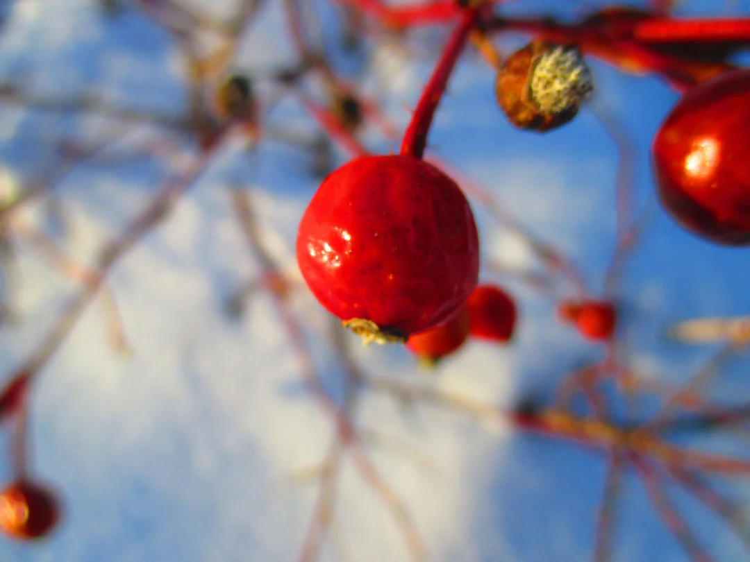 Red Berries and Snow | Scrolller