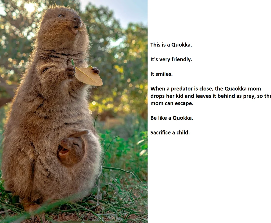 Spirit animal! | Scrolller