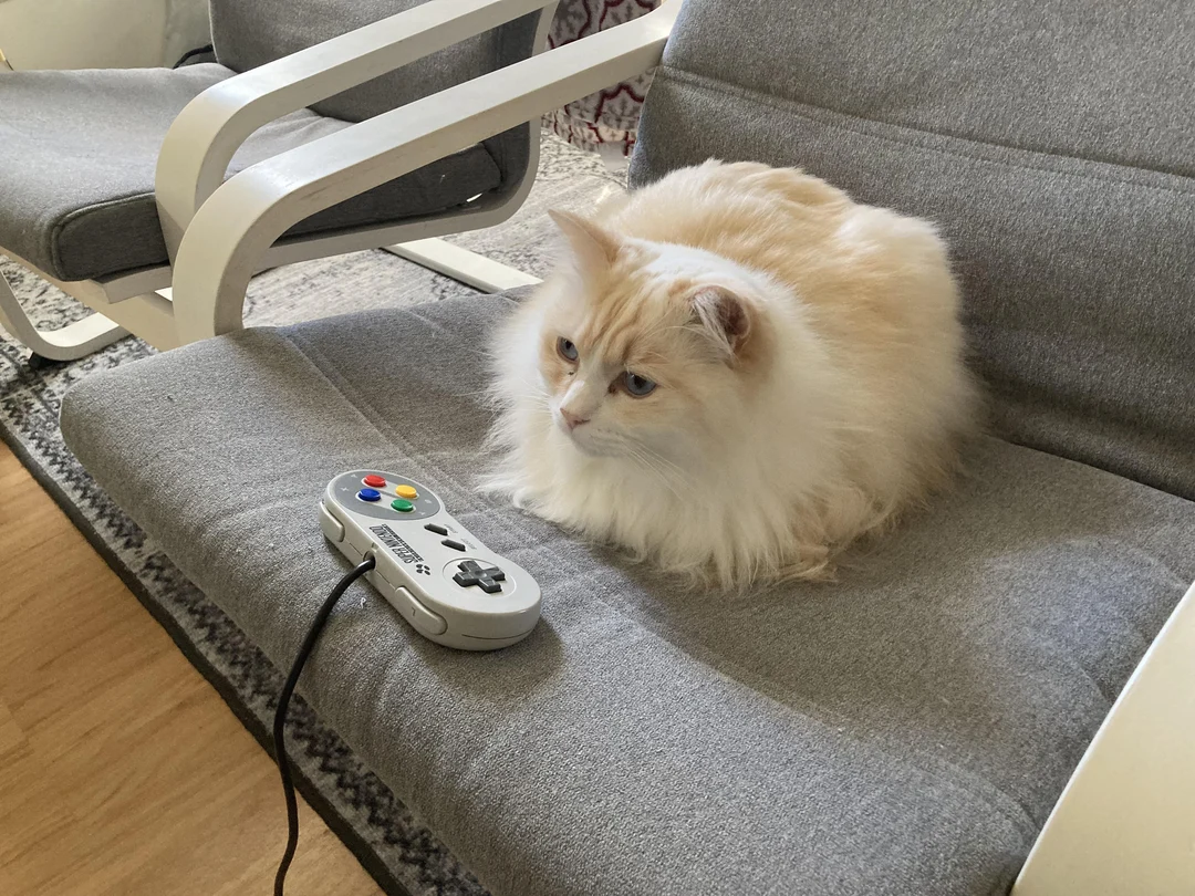 Playing video games | Scrolller