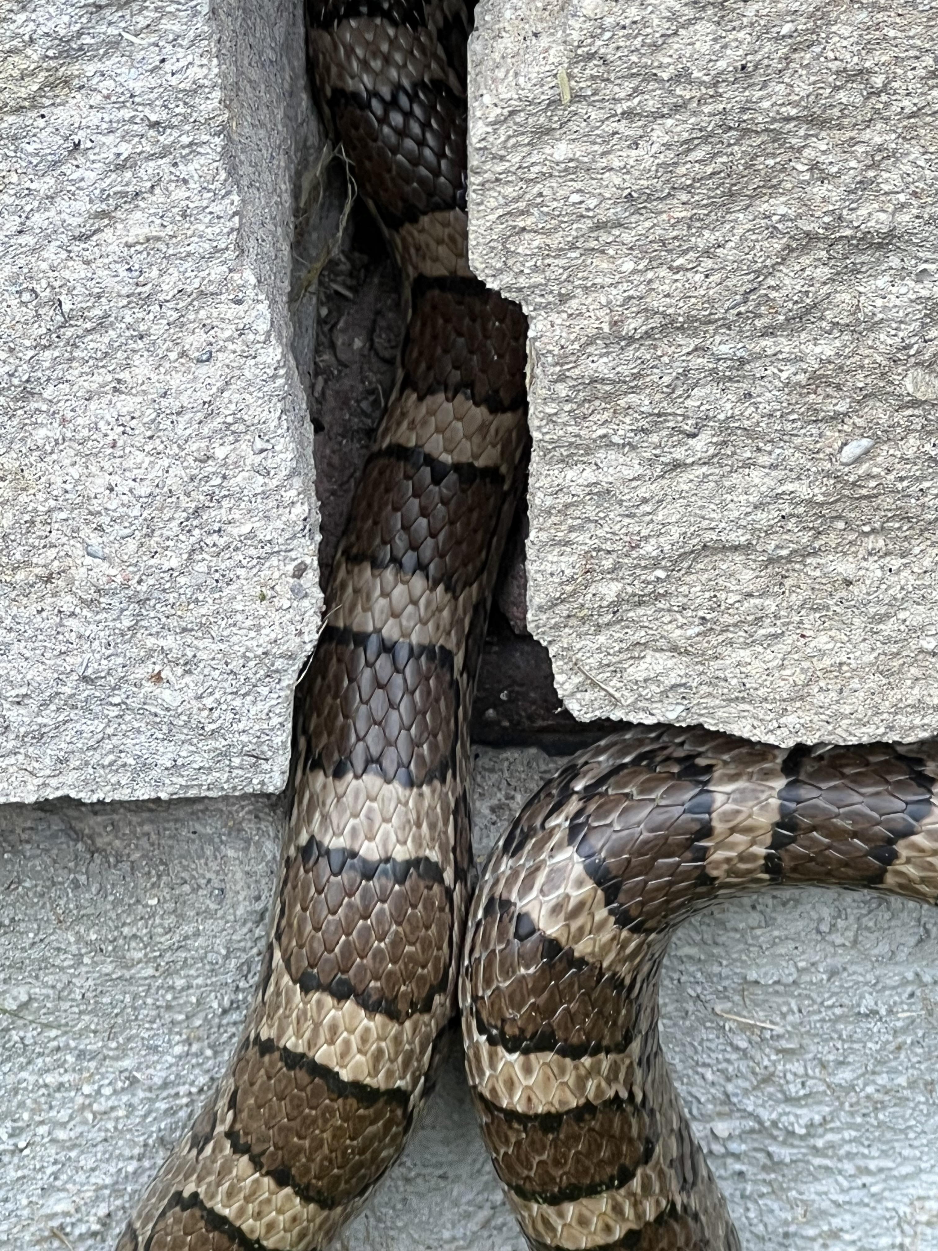 Milk snake? | Scrolller