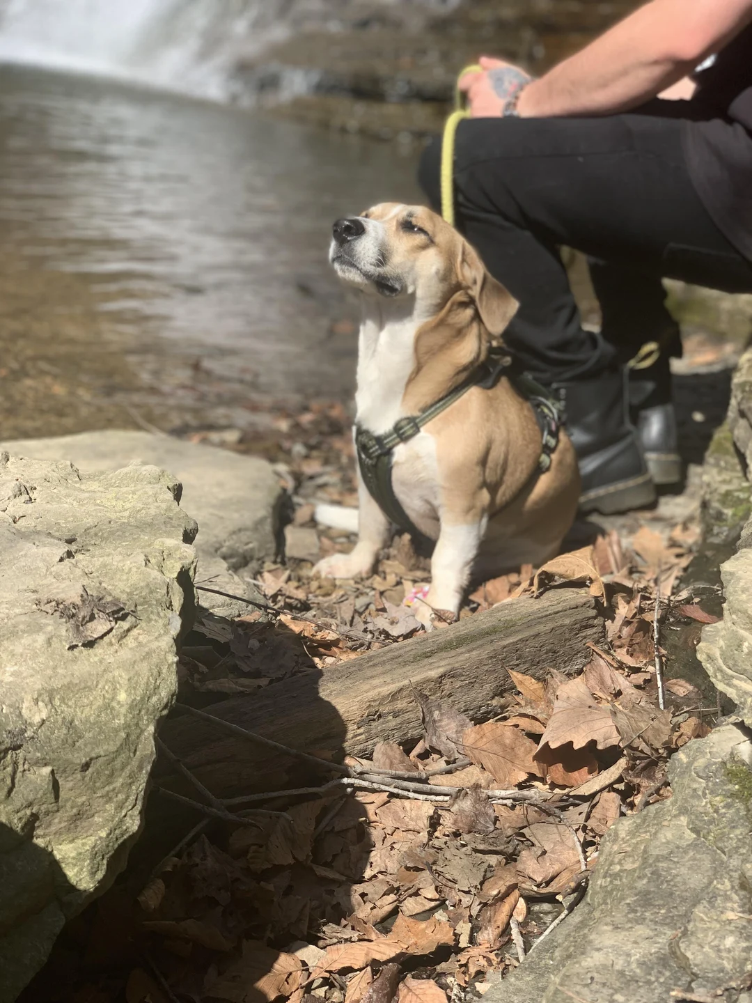 Majestic | Scrolller