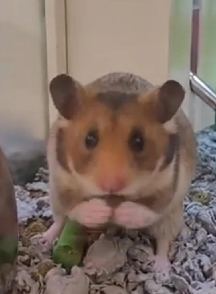 Adorable Syrian Hamster | Scrolller