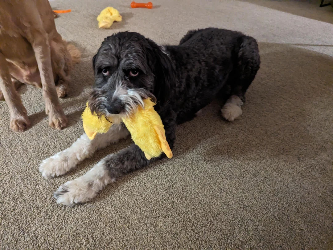 A very serious Annie is back in derps with her new toy. | Scrolller