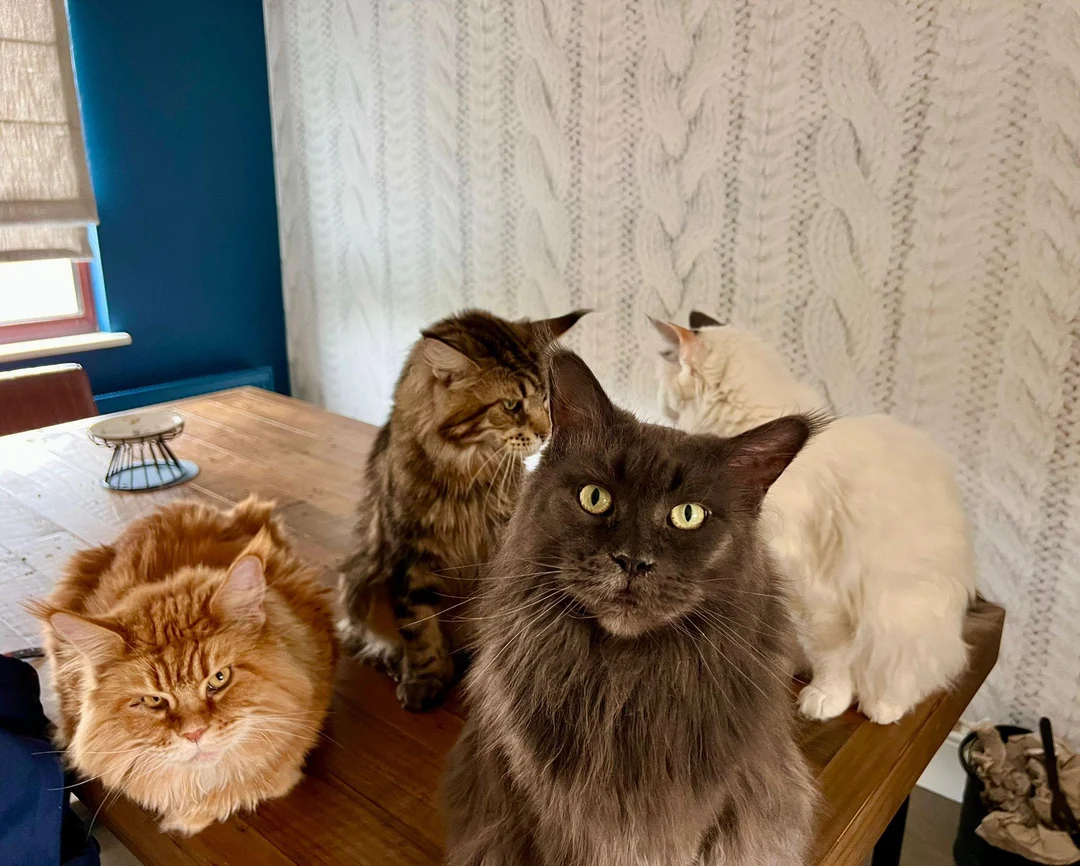 My collection!! I fear I will never reclaim my dining table | Scrolller