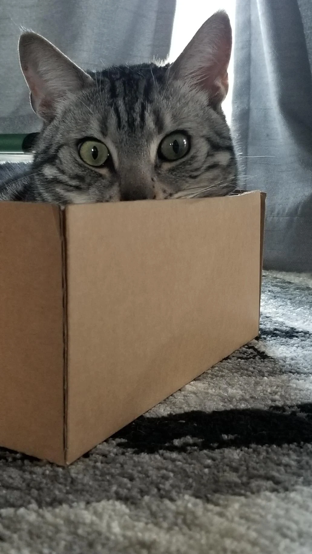 I caught a House-Tiger! | Scrolller