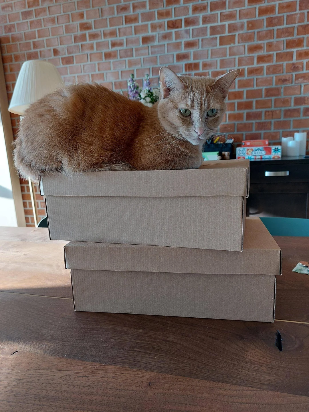 Double decker cat trap | Scrolller