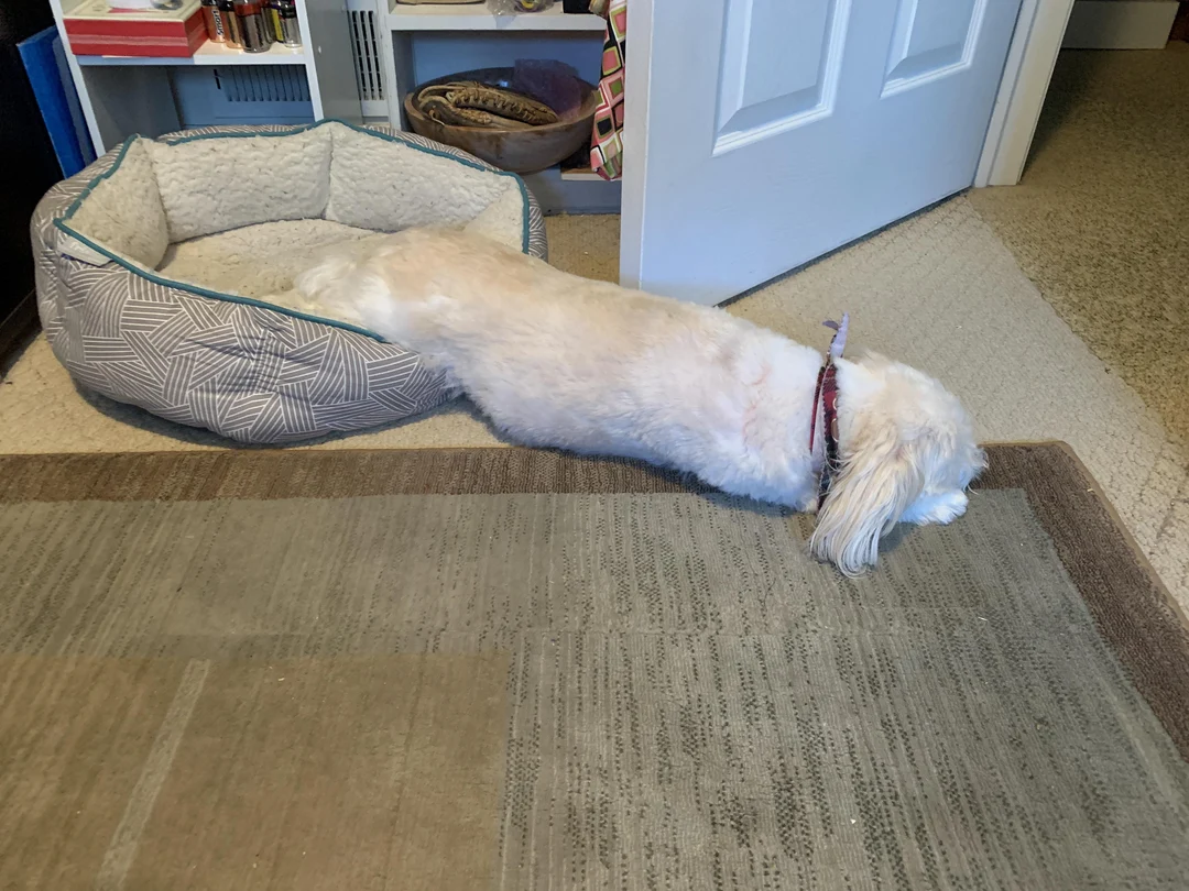 That’s not how the bed works | Scrolller