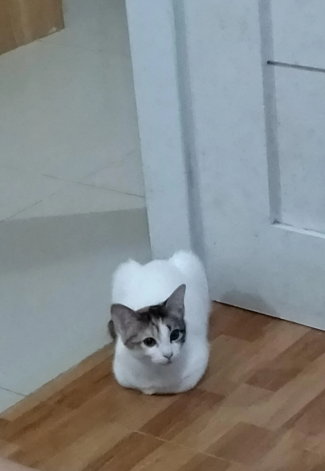 Our door stopper is a bit odd | Scrolller